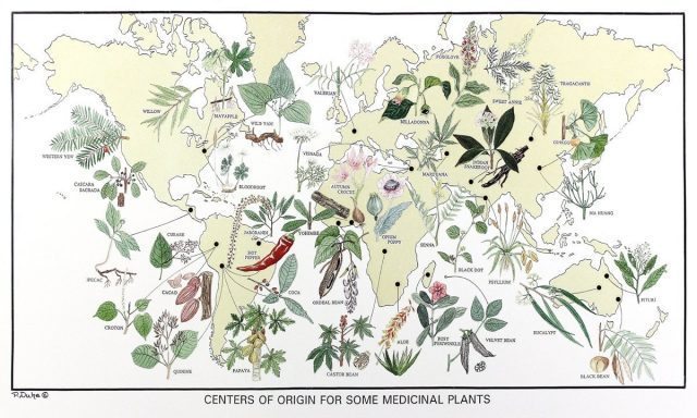 Recently Uncovered - 1930s Map of US Medicinal Plants for Pharmacists » HG