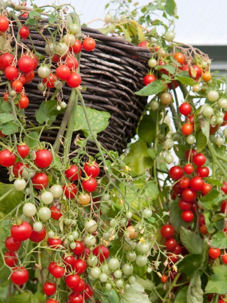 No Yard? No Problem. How to Garden in a Small Space » HG