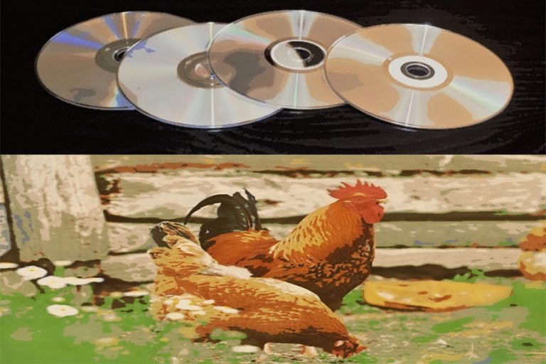 CD’s For Chickens? Ways To Keep your Chickens Entertained » HG