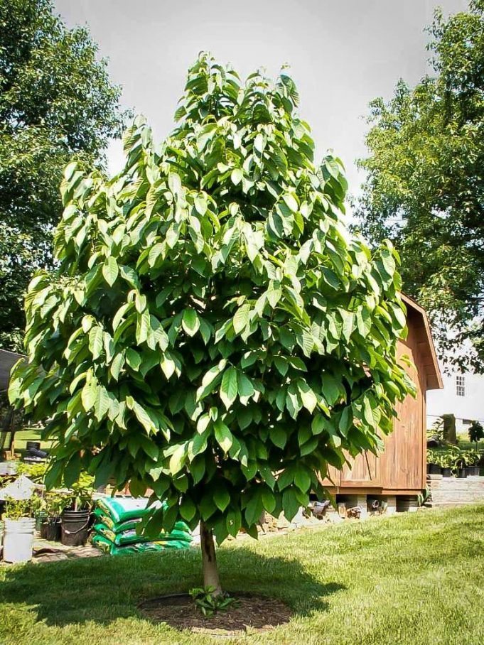 The Tropical Fruit Tree Americans Forgot: The Pawpaw Tree » HG
