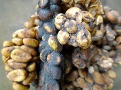 Cat Shit Coffee for $80 a cup?! » HG