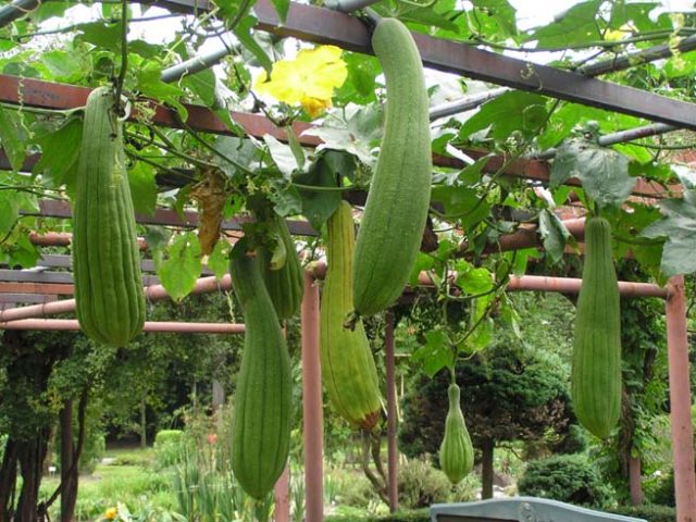Luffa Gourds: How to Grow Your Own Sponges! » HG