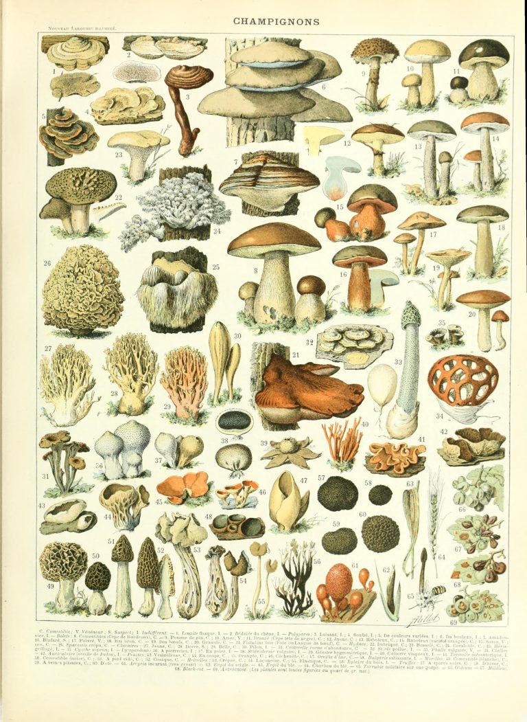How to Forage for Edible Mushrooms as a Beginner » HG