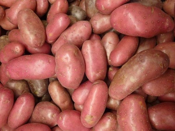 The Easy Way to Grow Loads of Potatoes: In a Trash Can » HG