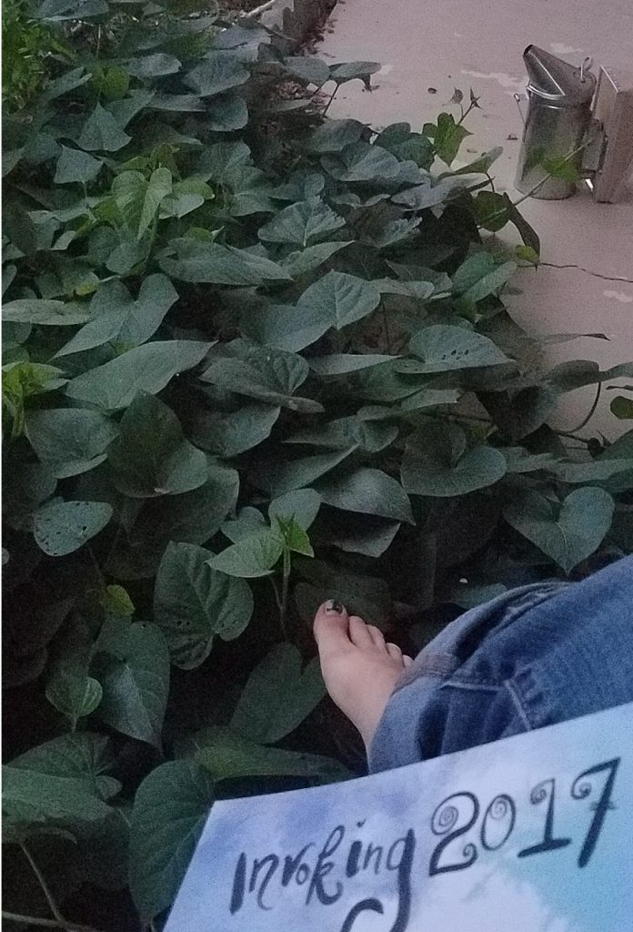 How to Grow Sweet Potato Vine Plants » HG