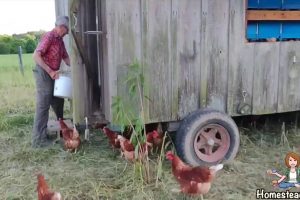 Learn These Things for Off-Grid Living | Homestead Guru