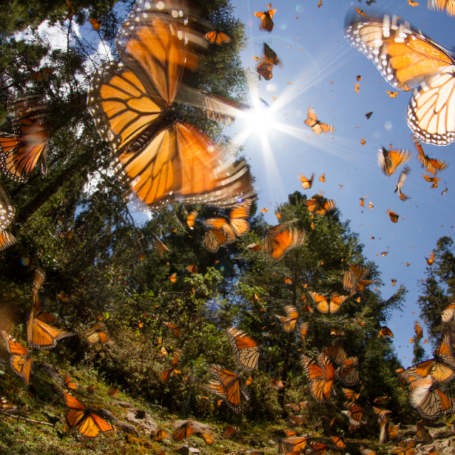 Monarch Migration Watch 2019: Record Numbers Expected In Mexico » HG