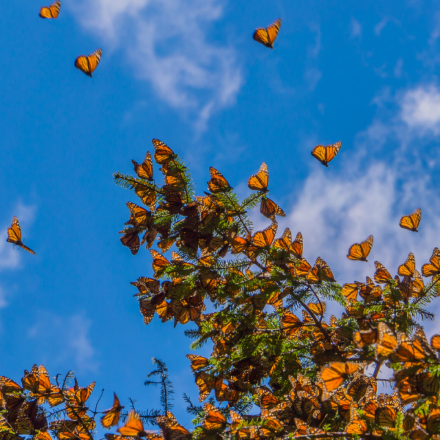 Monarch Migration Watch 2019: Record Numbers Expected In Mexico » HG