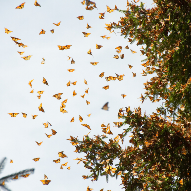 Monarch Migration Watch 2019: Record Numbers Expected In Mexico » HG