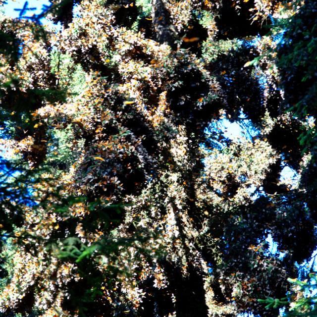 Monarch Migration 2019: Record Breaking Numbers in Mexico!! » HG