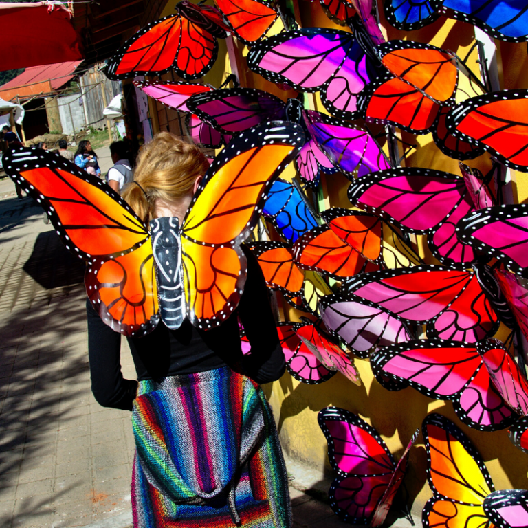 Monarch Migration 2019: Record Breaking Numbers in Mexico!! » HG