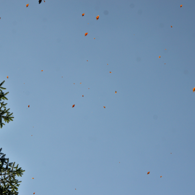 Monarch Migration 2019: Record Breaking Numbers in Mexico!! » HG